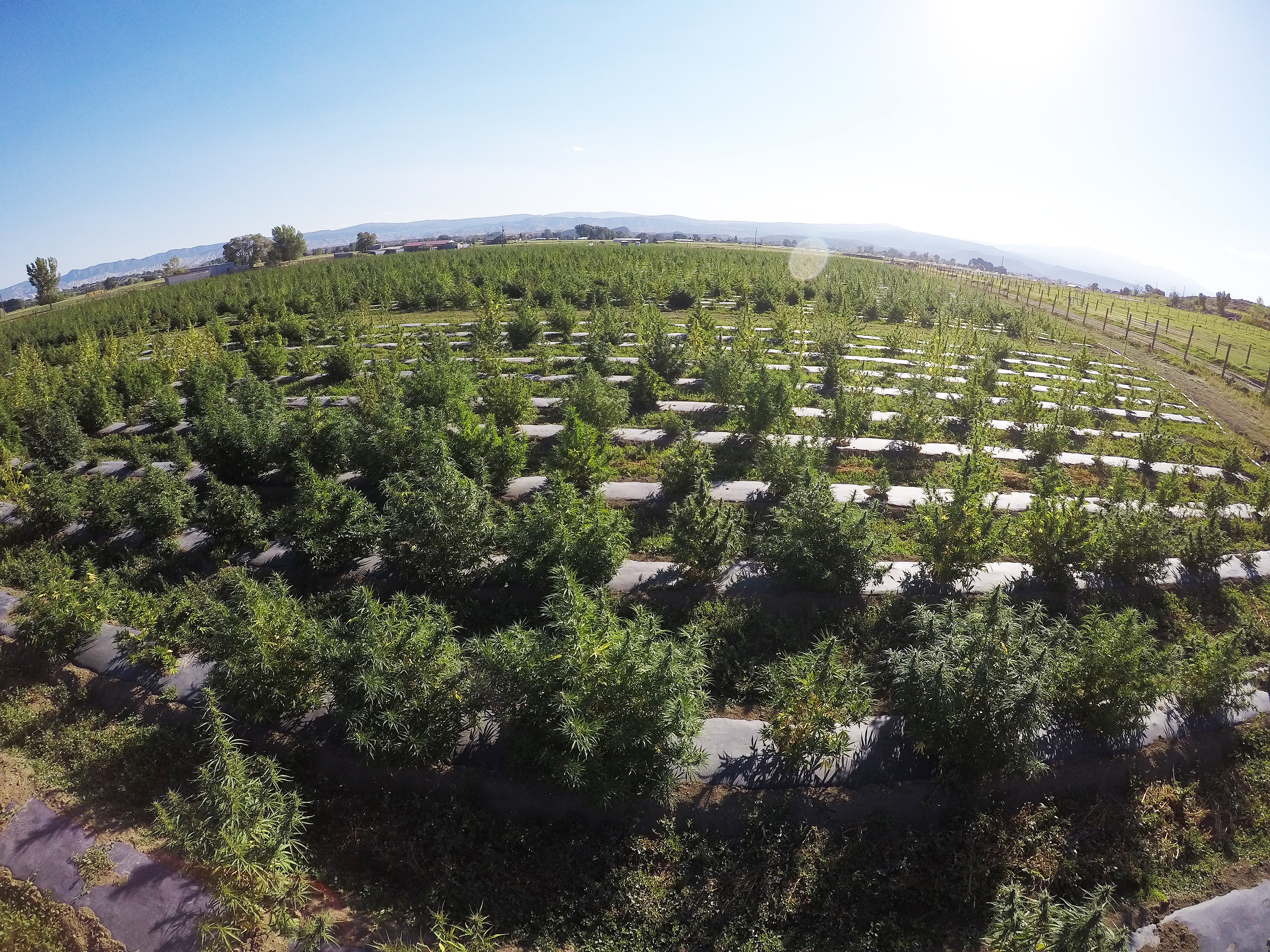 Colorado hemp farmers say they know more than the feds and want to keep ...