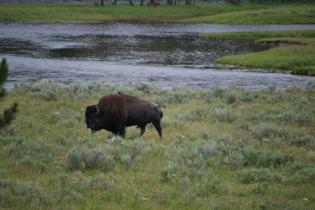 Could Colorado see the return of grizzlies, wolves and wild bison? Here ...