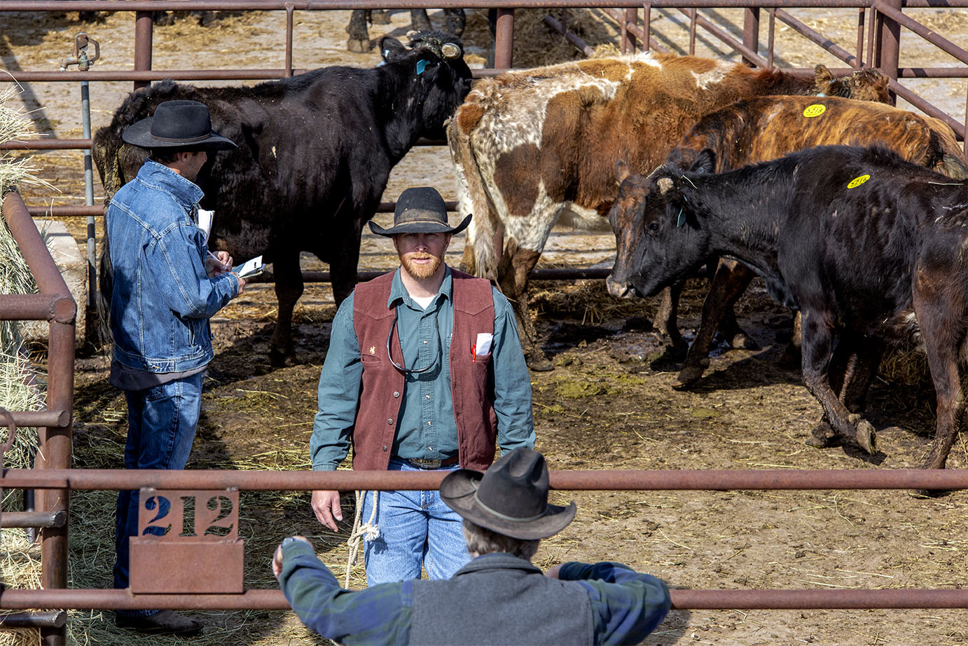 Colorado cattle rustling's colorful history helps modern brand ...