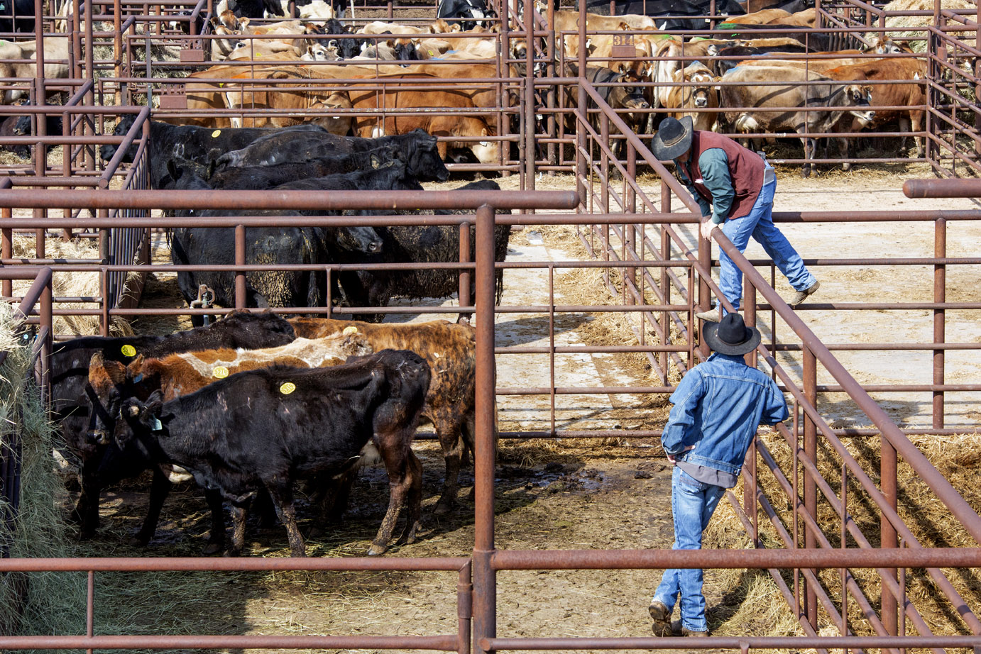Colorado cattle rustling's colorful history helps modern brand ...