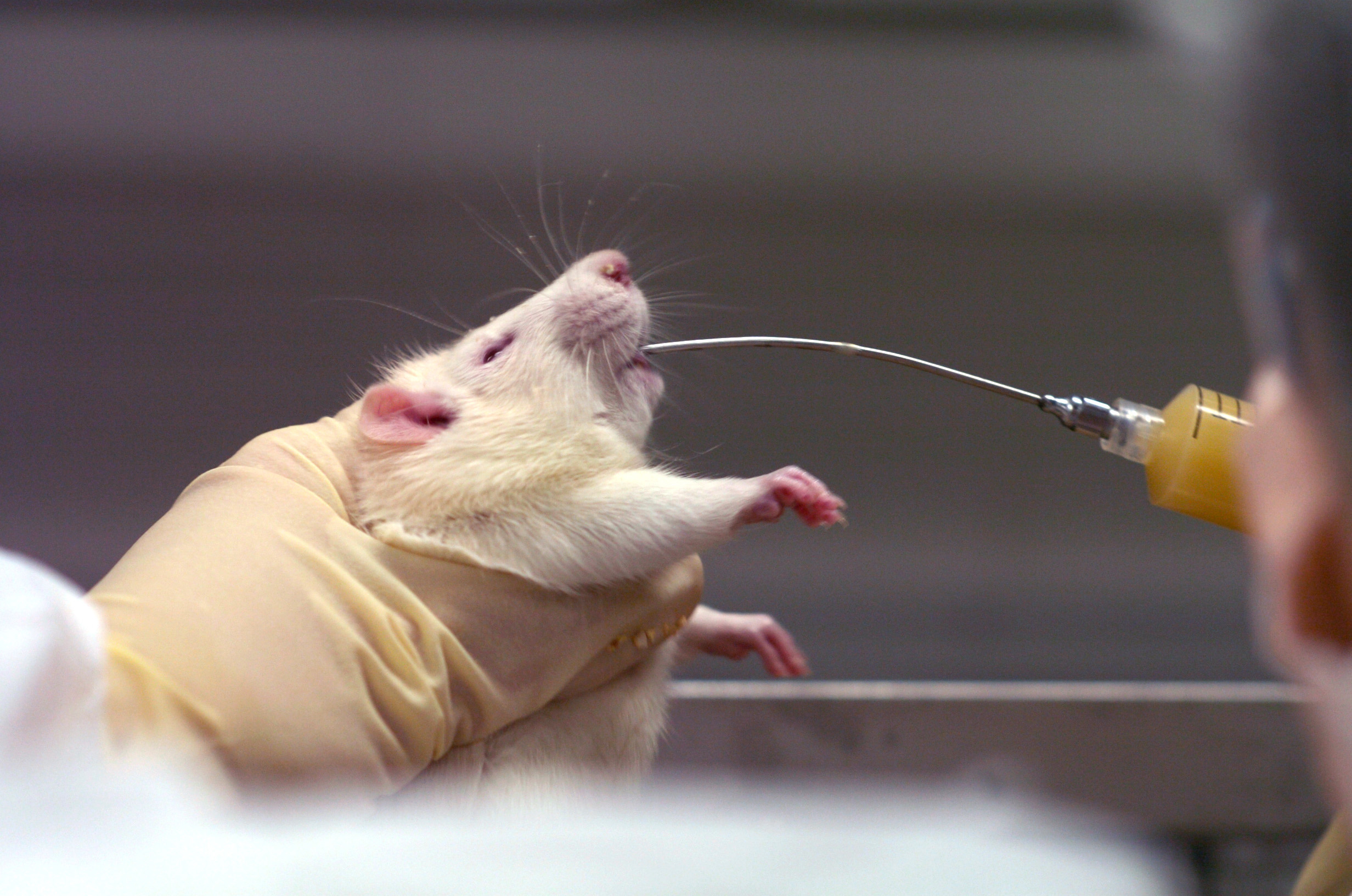 Colorado researchers are getting mice drunk to study alcoholism and ...