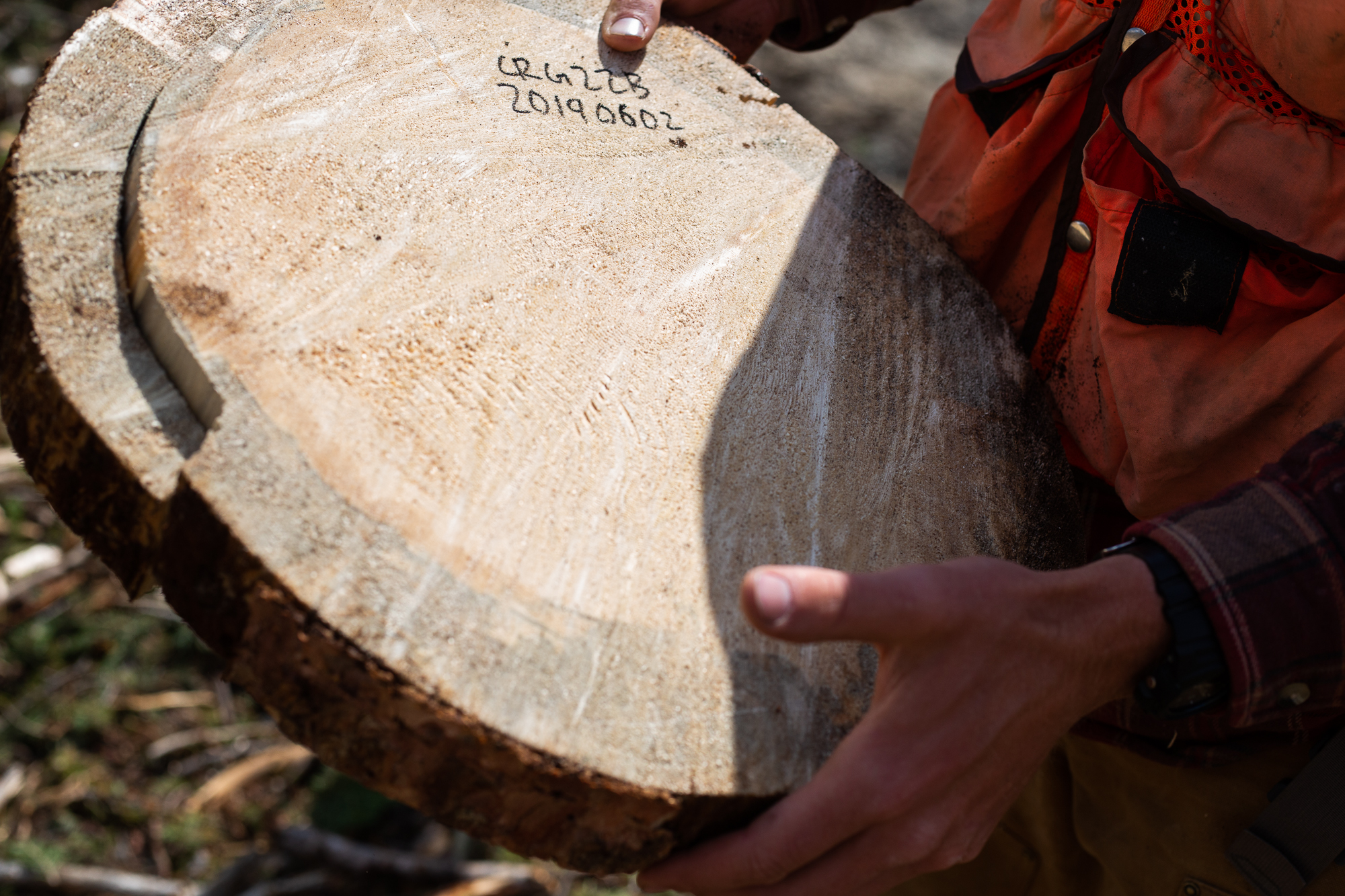 Acres of destruction left by Colorado's historic avalanche season are ...