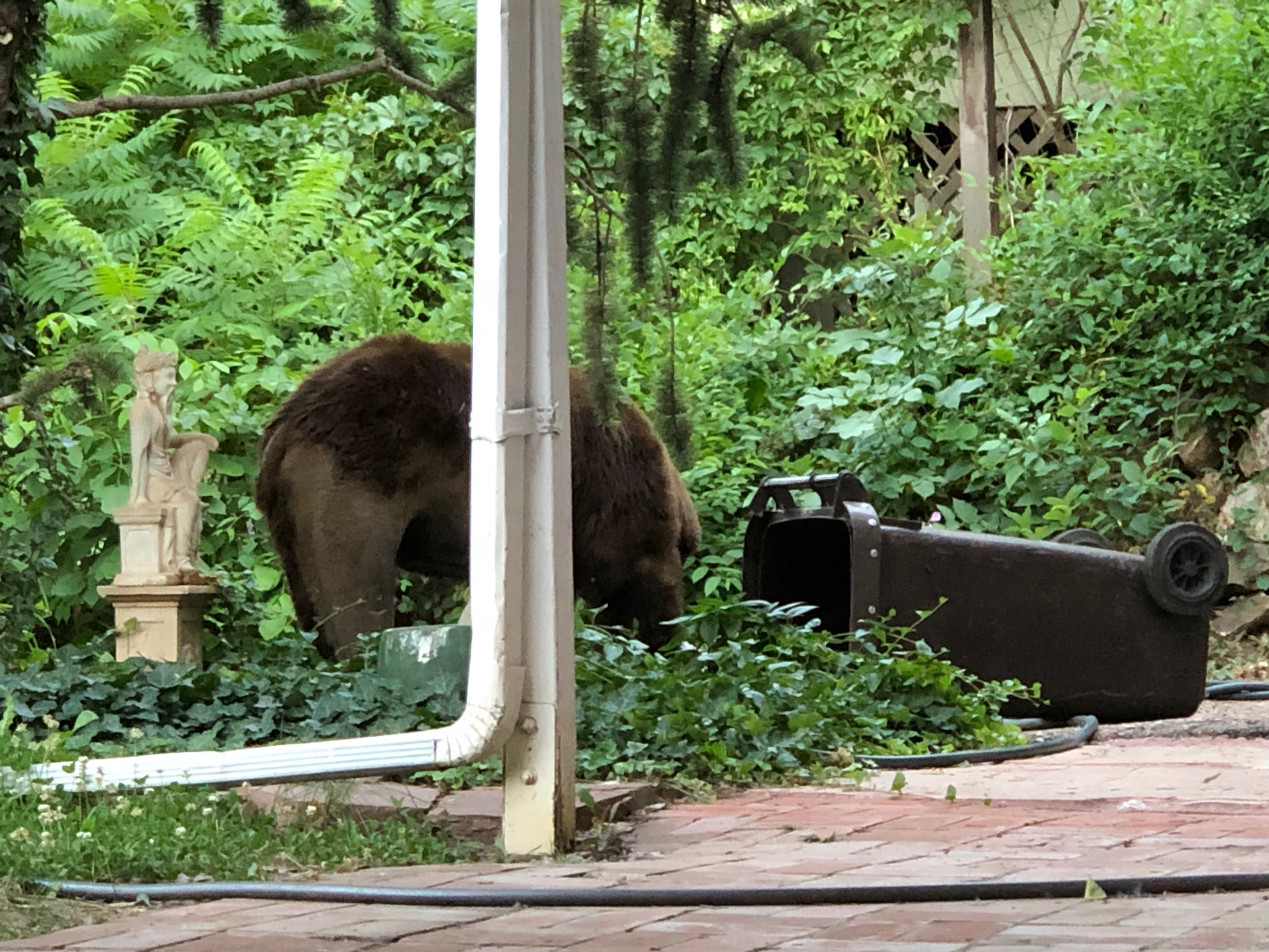 For the 3rd time in 3 months, a bear has attacked a human in Aspen ...