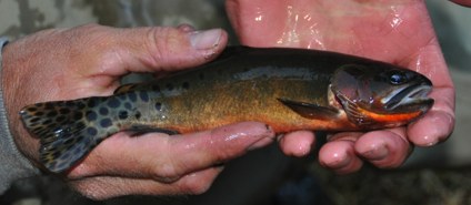 Judge vacates part of protection decision on cutthroat trout species ...