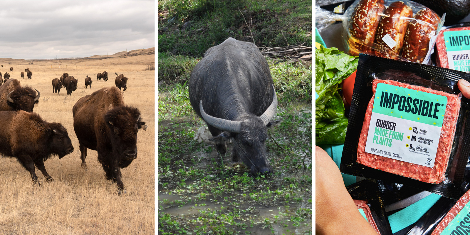 Ranchers have beef with alt “meats” / Snazzier tech skills for older ...