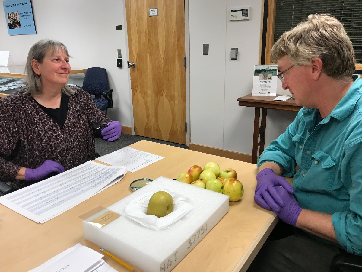 Lost for decades, the Colorado Orange apple variety has been found ...