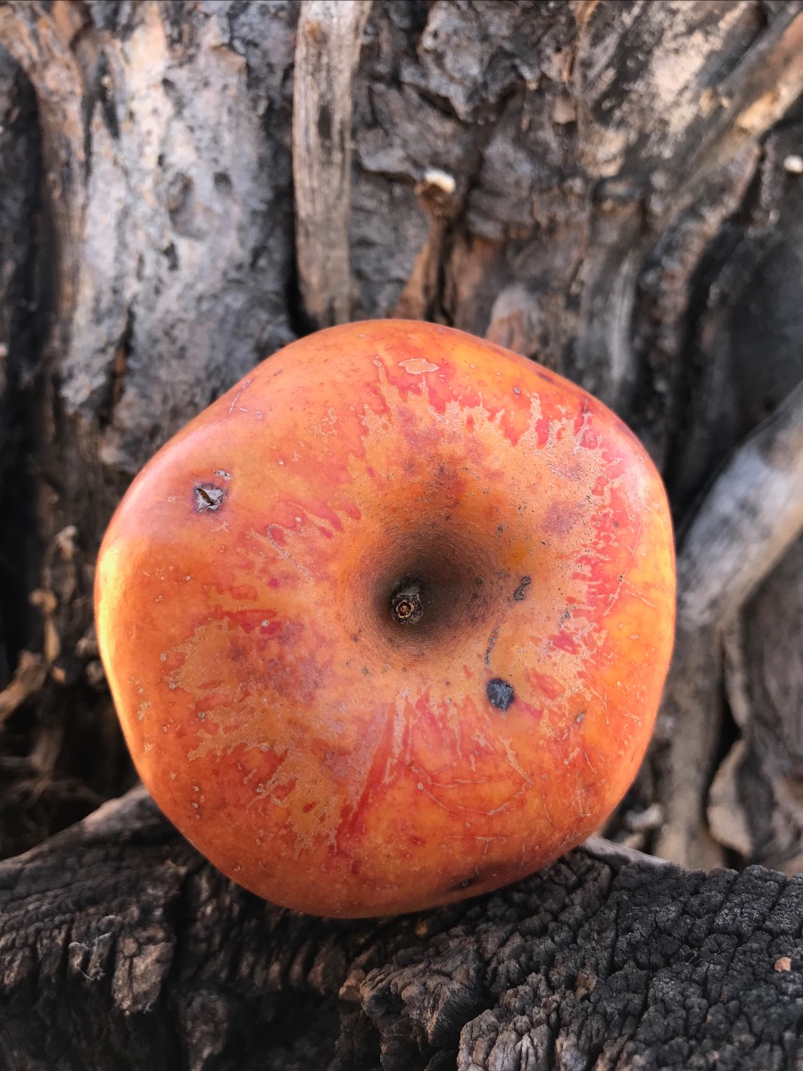 Lost for decades, the Colorado Orange apple variety has been found ...