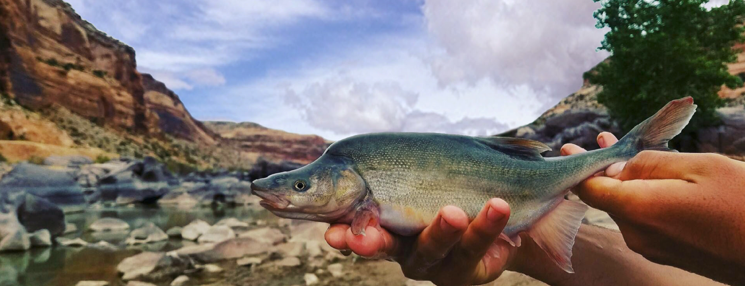 To understand the future of the Colorado River, look to a frowny, eel ...