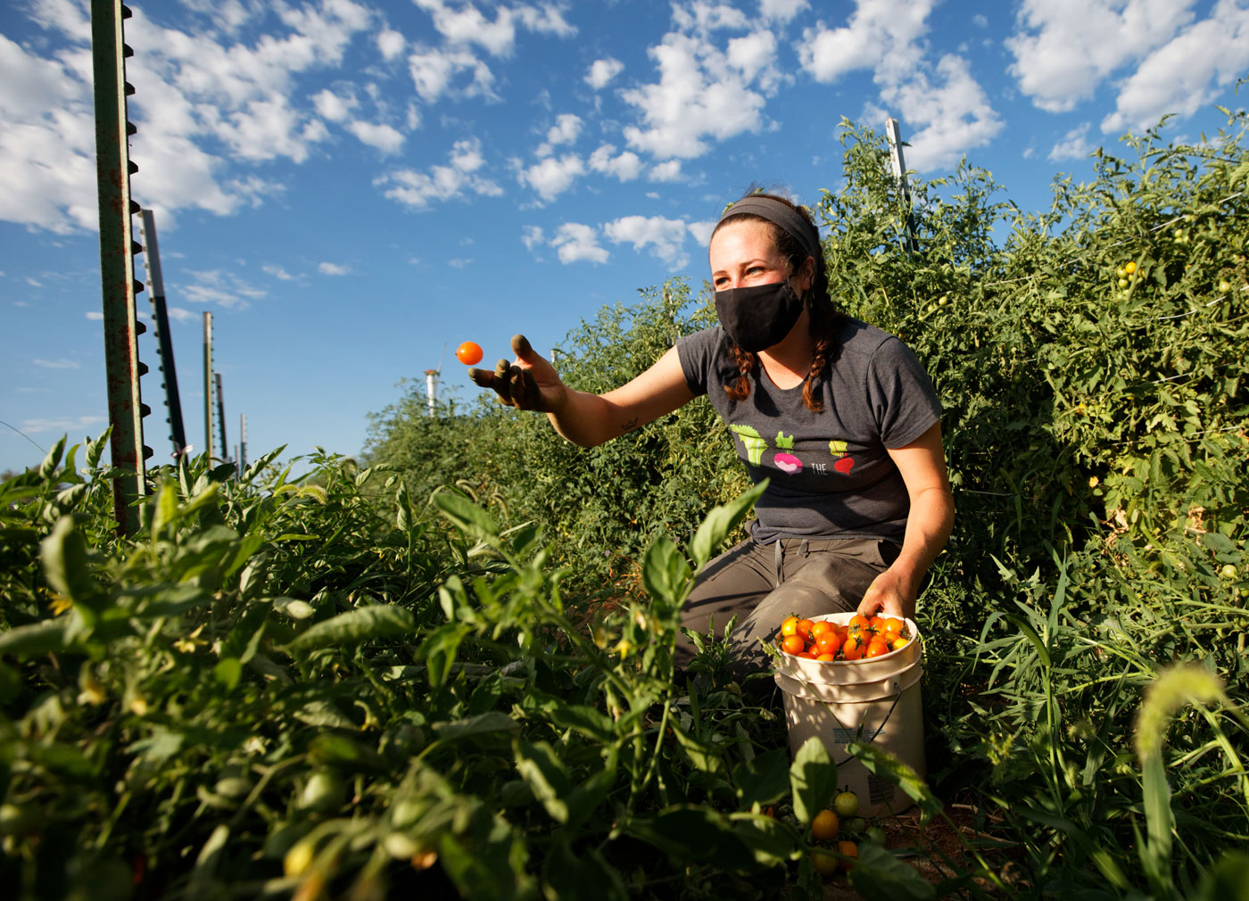 Food grown for research once rotted in Colorado fields. Now, it’s ...