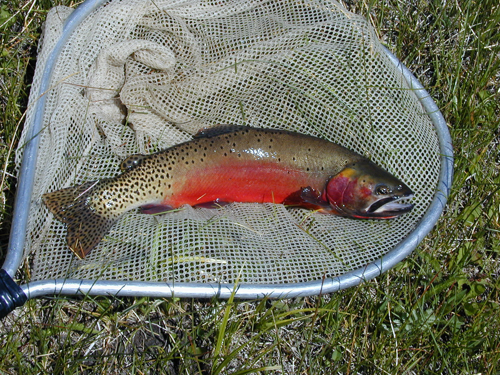 Kill fish to save fish: Behind Colorado’s effort to revive the Rio ...
