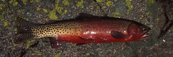 Colorado River cutthroat trout restored to Hermosa Creek near Durango ...