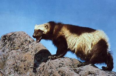 Trump administration: Climate change not a threat to rare wolverine ...