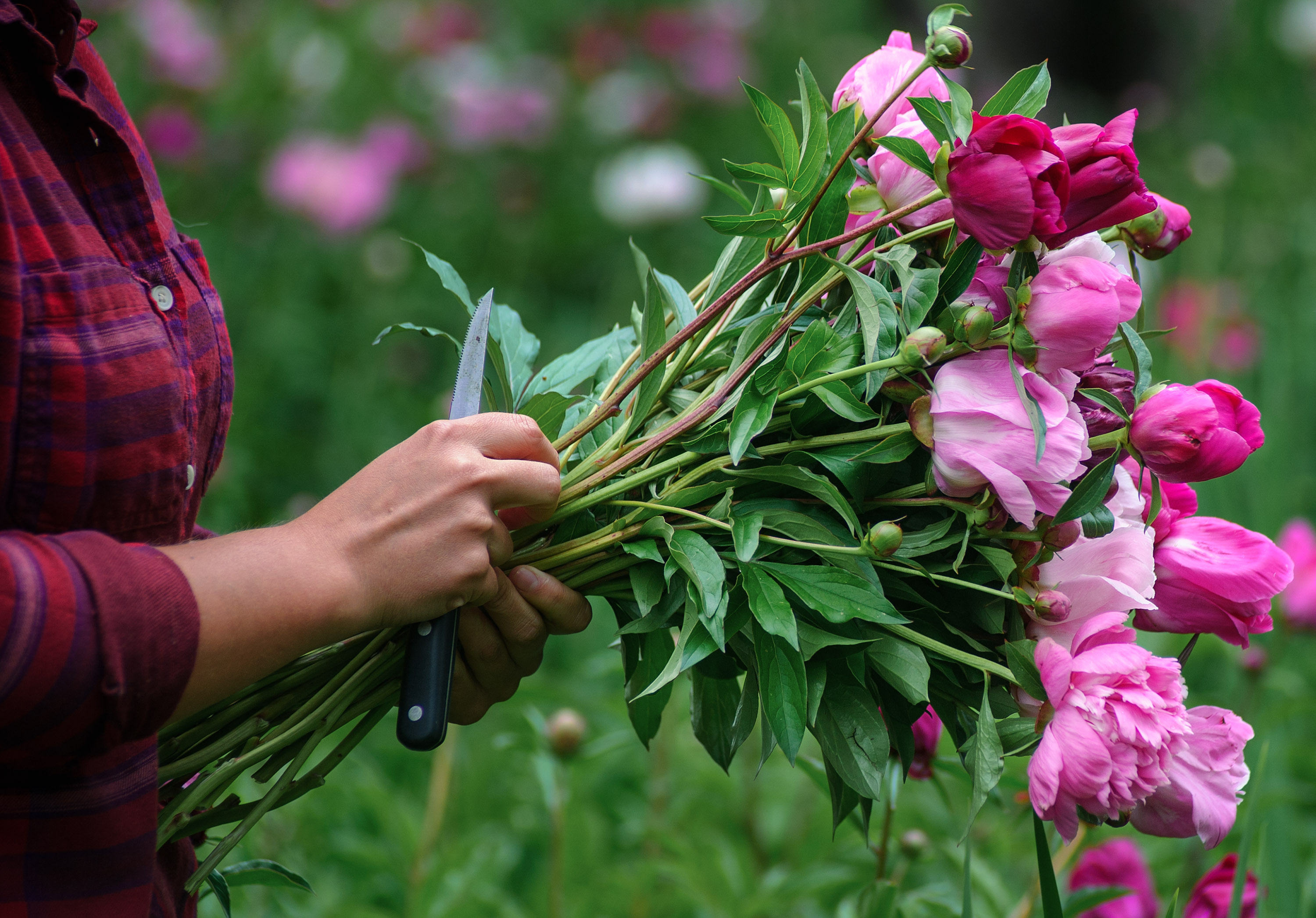 The hidden peonies at La Resolana Farm have become a public obsession