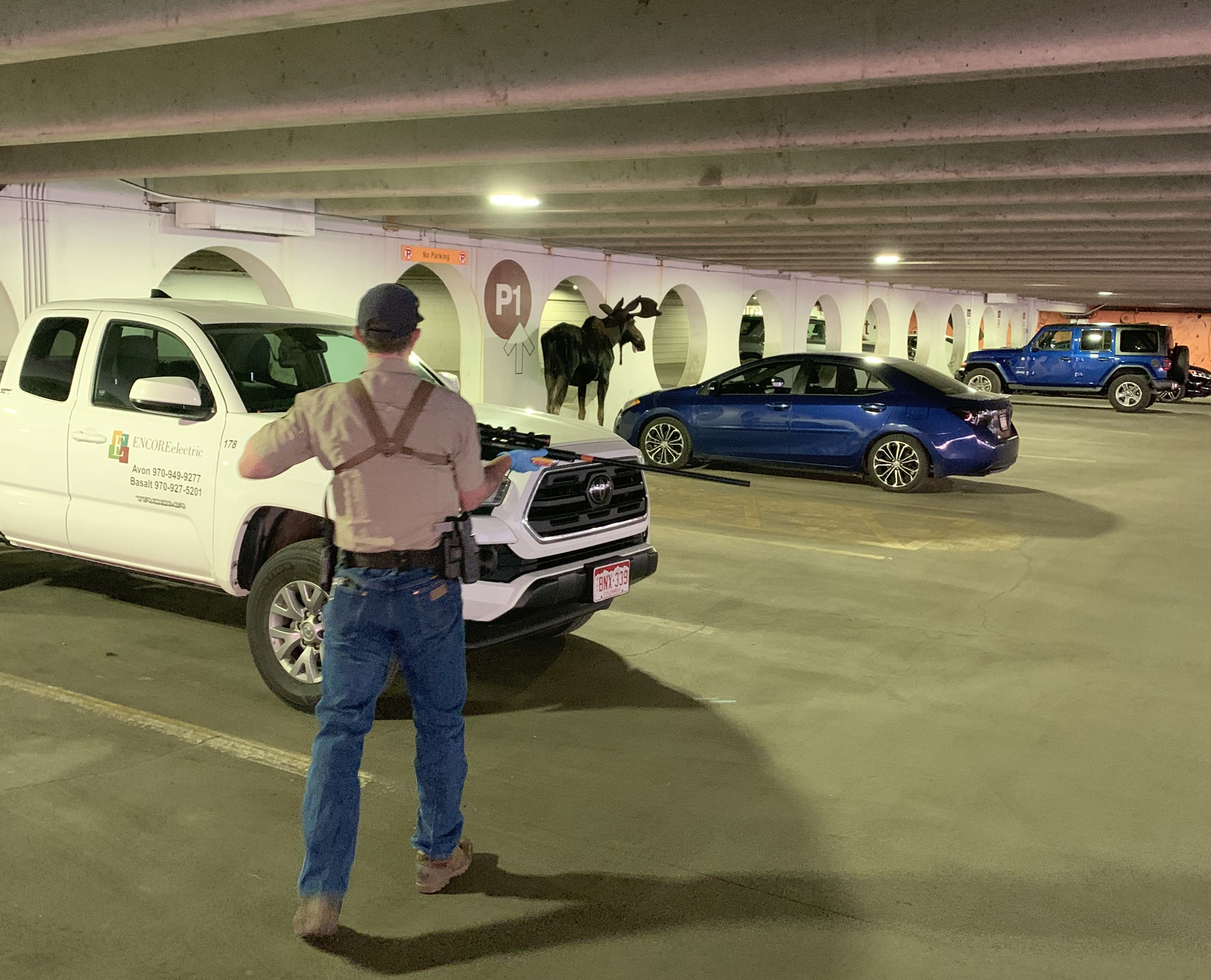 Who's causing moose attacks in Colorado? - The Colorado Sun