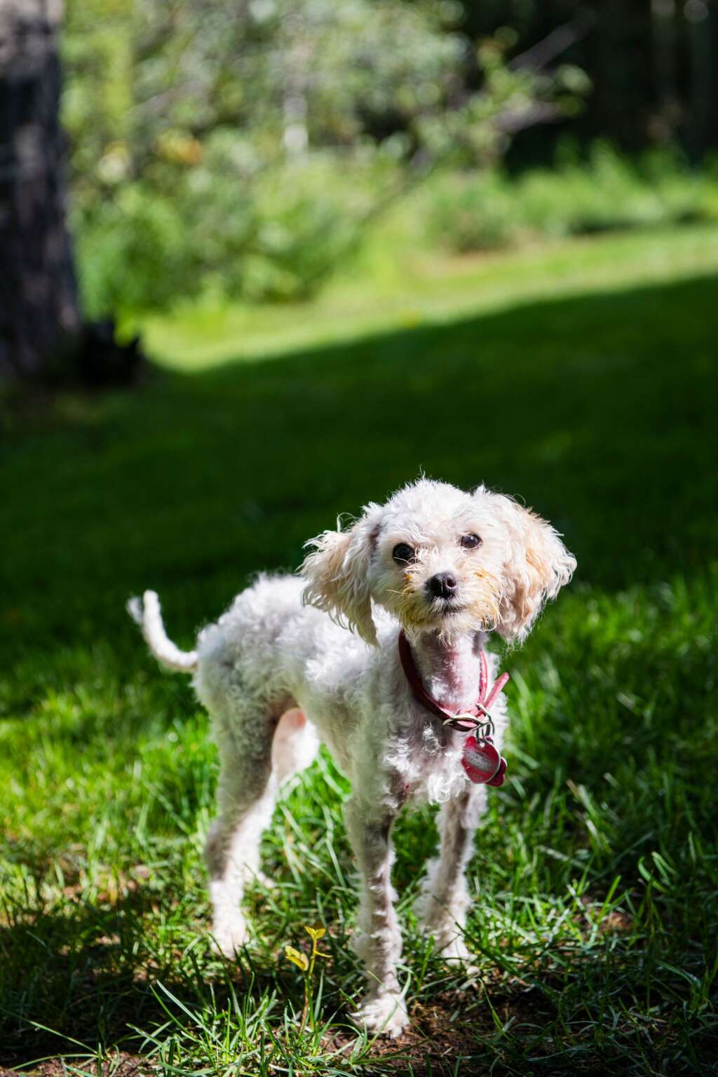 "Miracle dog" survives a month in Maroon Bells wilderness near Aspen ...