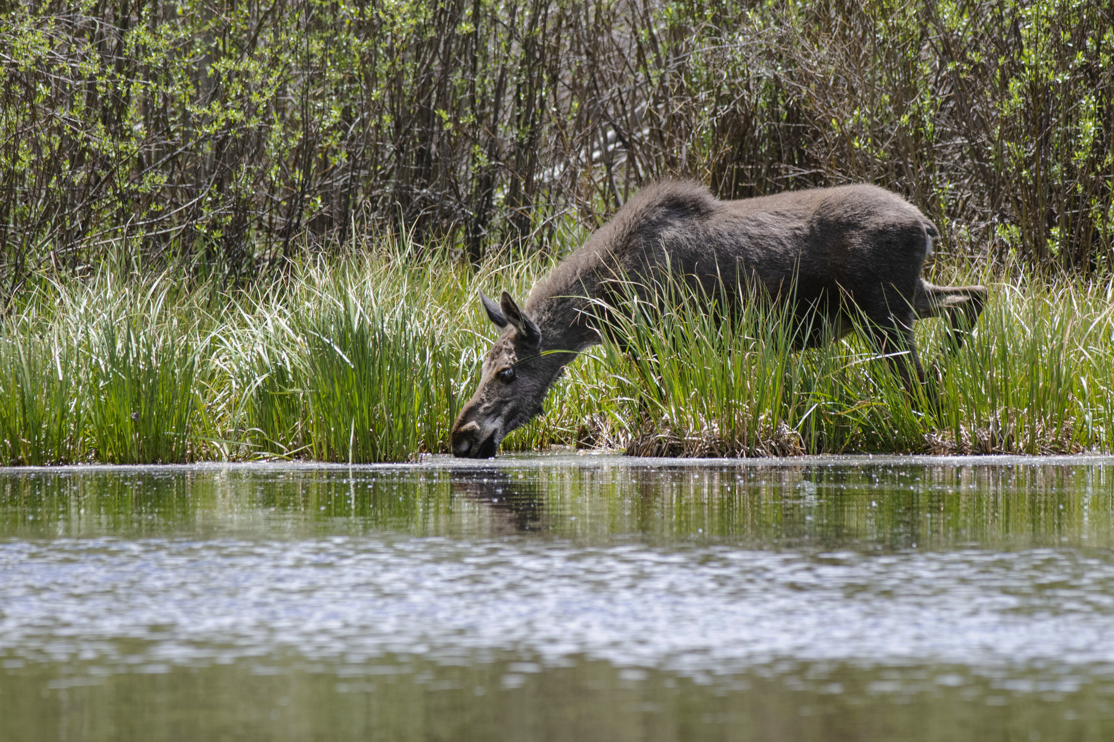 Moose dies in Boulder Canyon cliff fall, State Patrol euthanizes - The ...