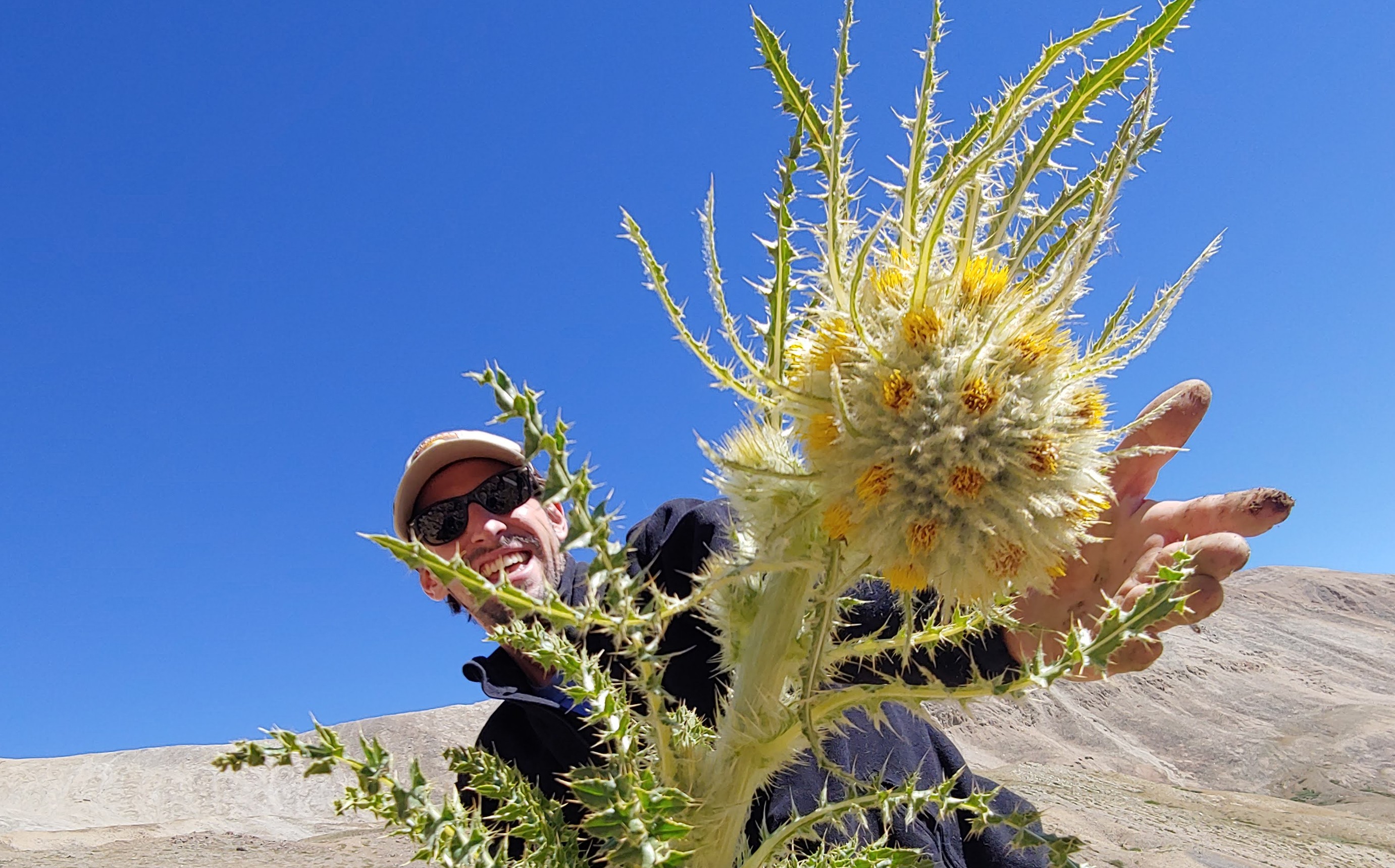 Researchers found a new species in the high Rockies: the funky thistle
