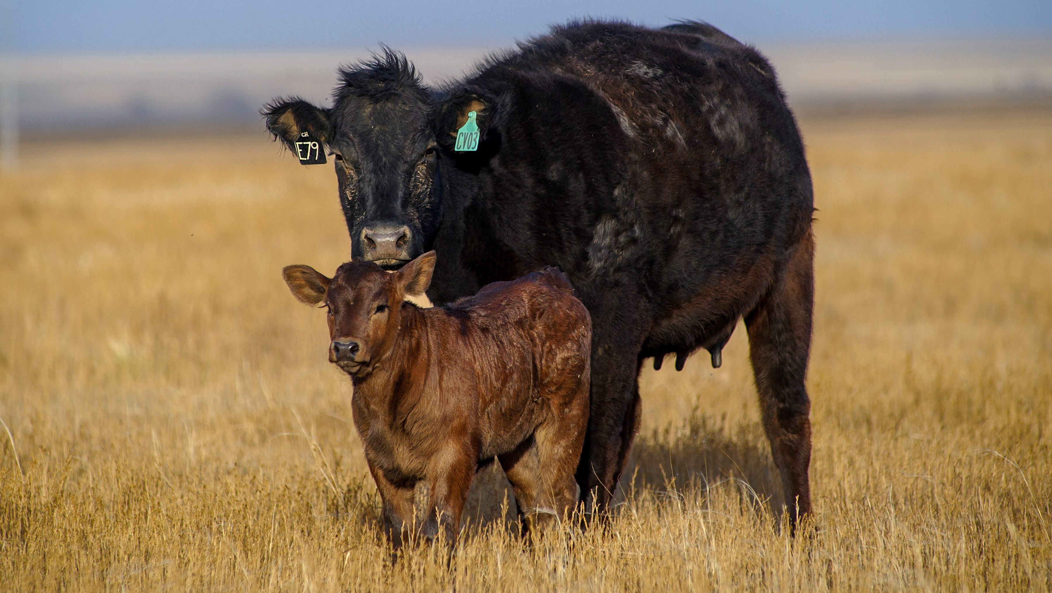 Wildfire tears through Colorado ranch sanctuary, threatening progress