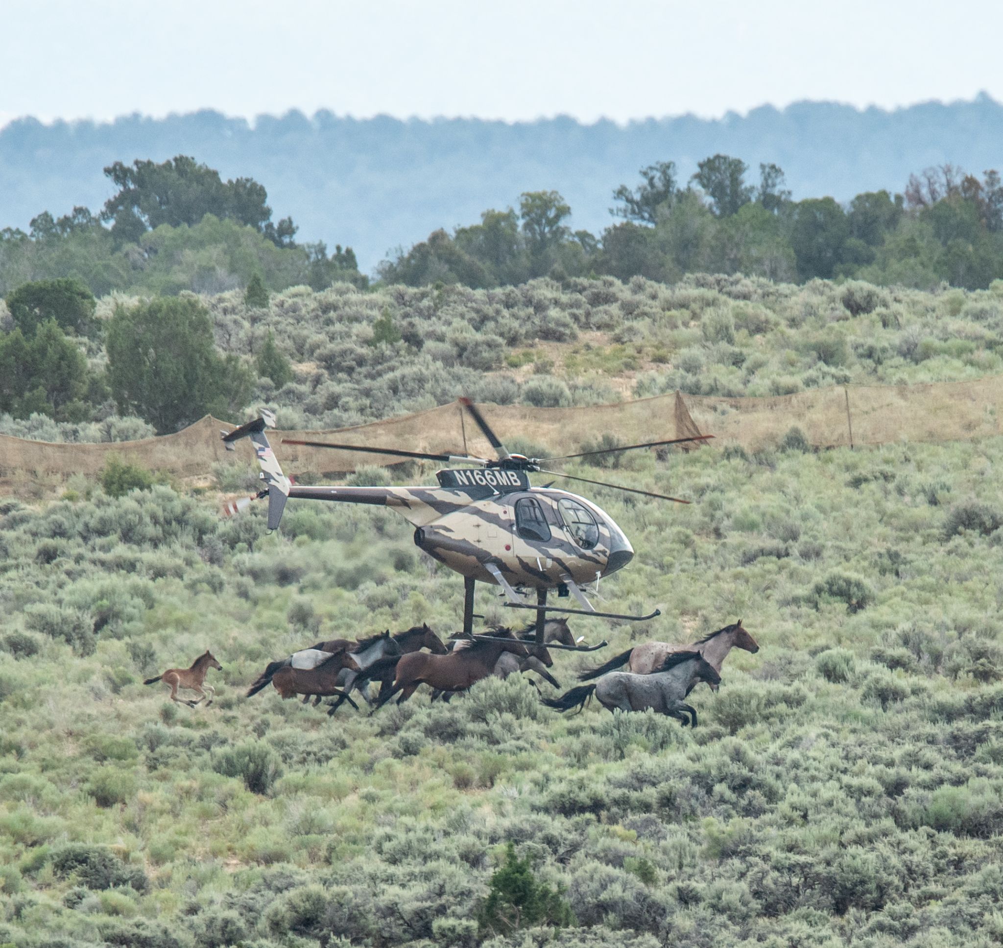Western Colorado wild horse roundup ends with 864 captured mustangs