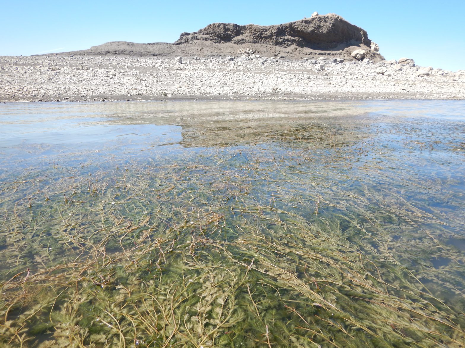 Invasive, easy-to-spread plant found in Boulder Reservoir