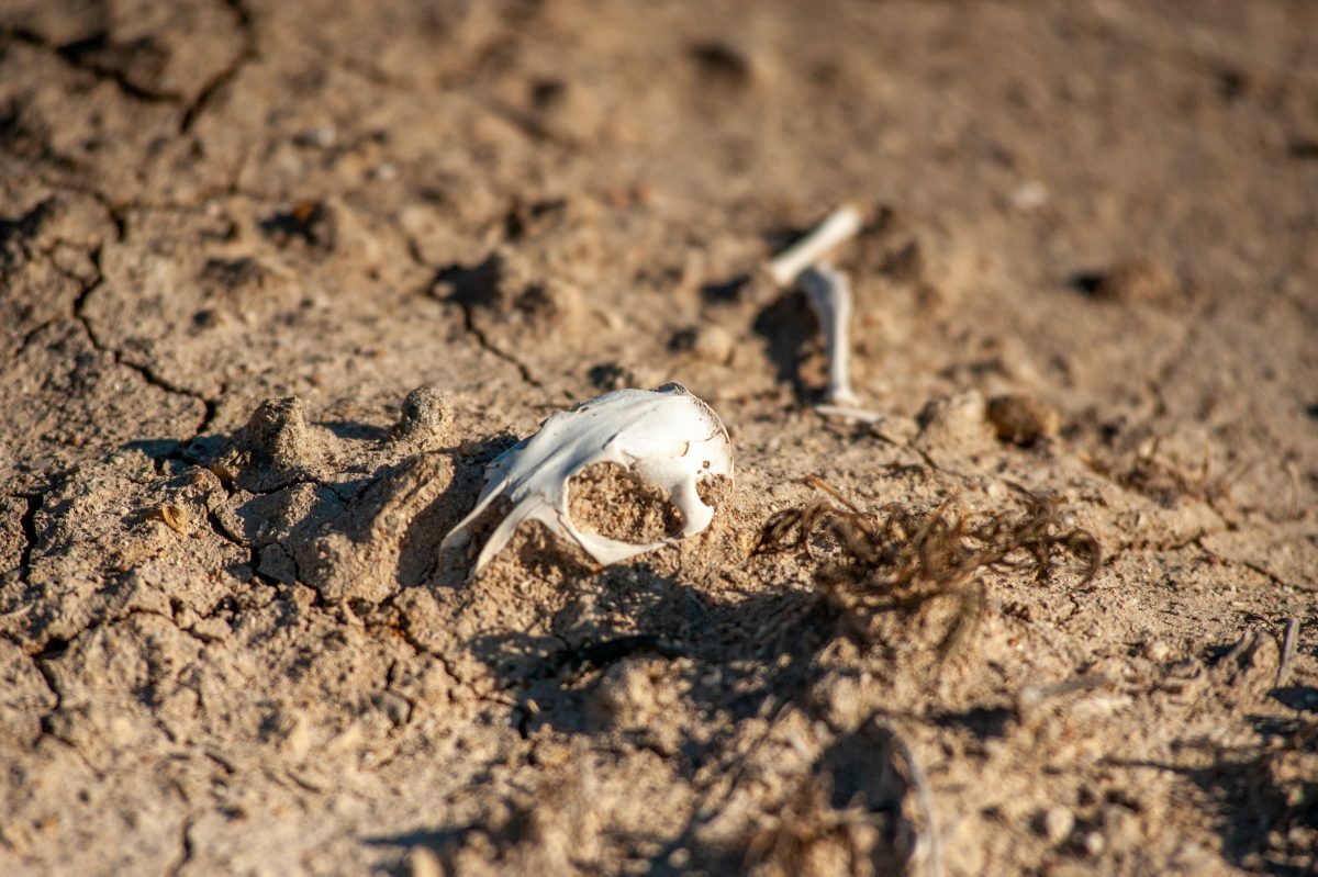 Vilified, sanctified: The Colorado prairie dogs controversy explained