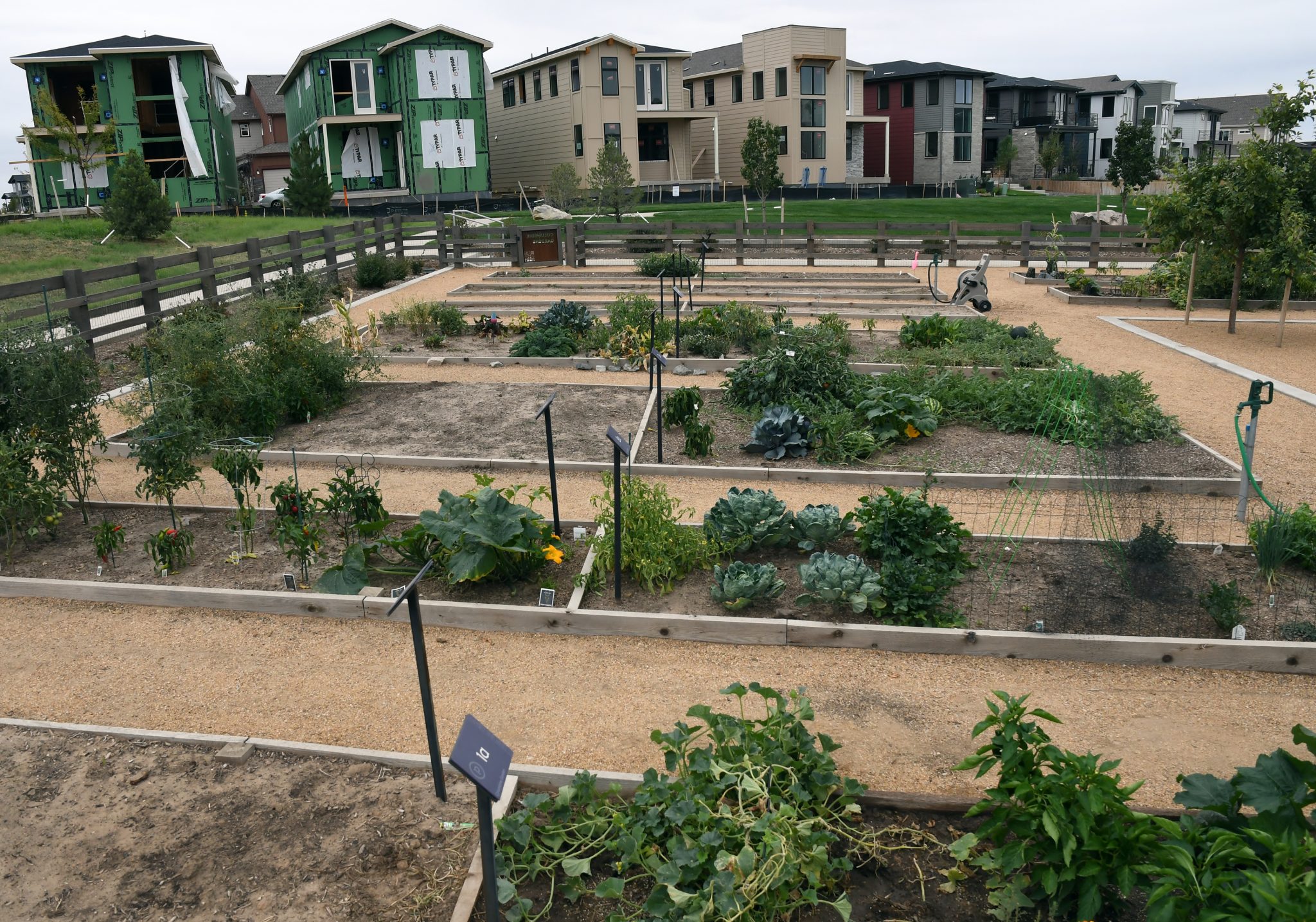 Is an "oasis" landscape perfect for Denver and arid climates?