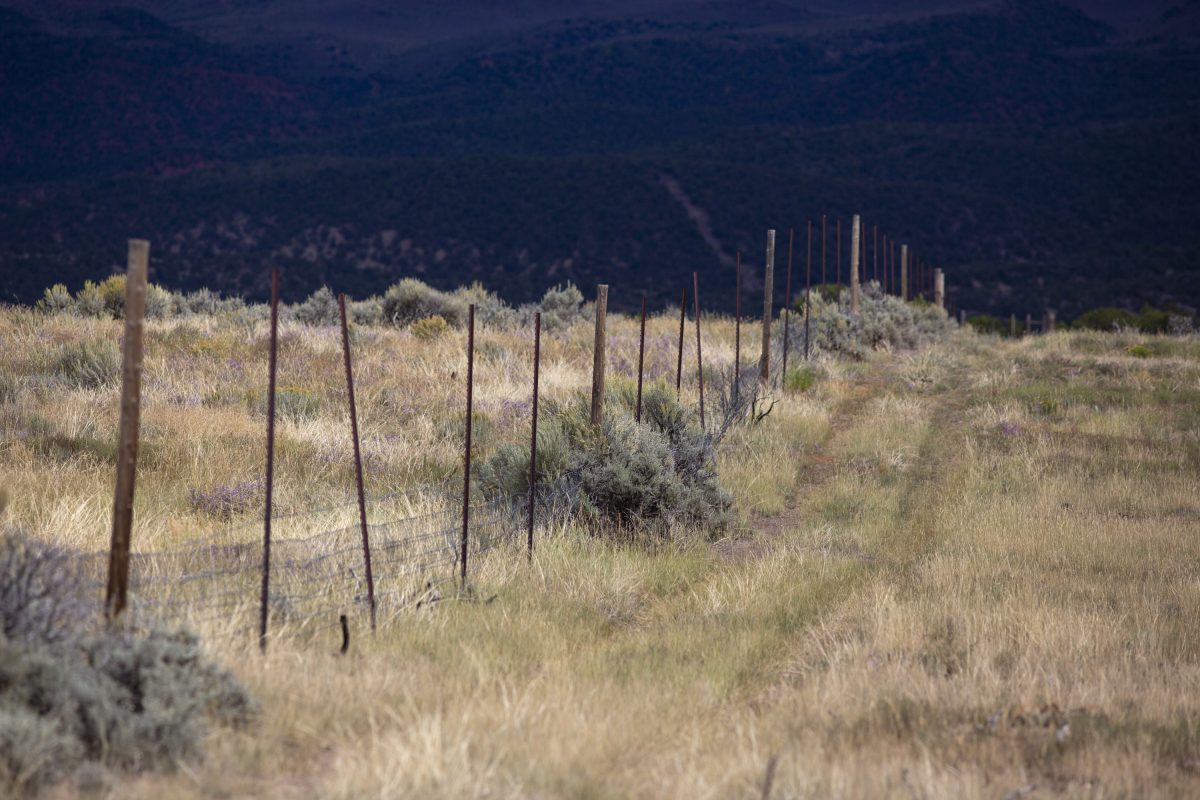 Virtual fencing on BLM grazing lands is restoring rangeland grasses
