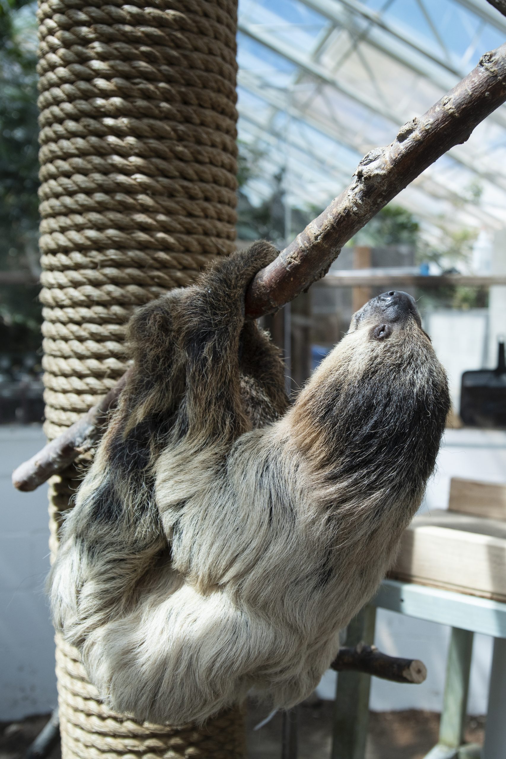 Denver Zoo leaders are working to diversify their organization