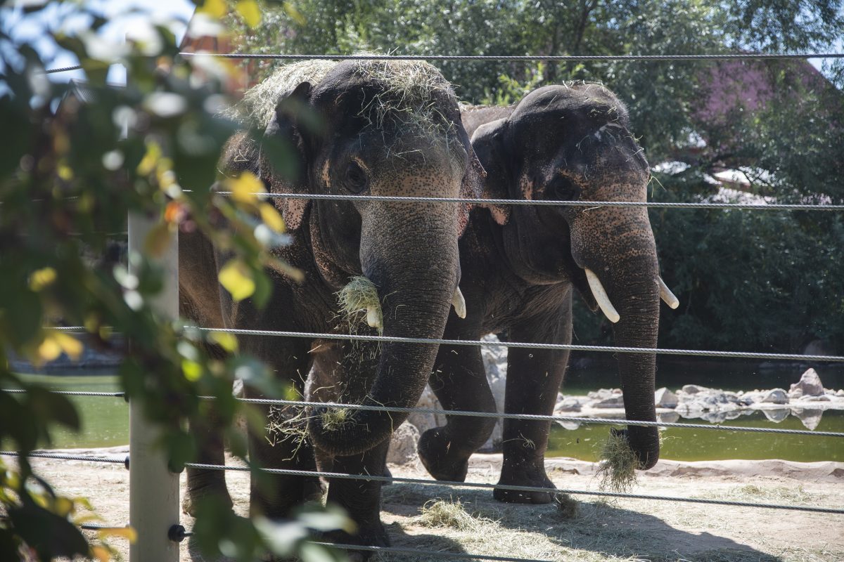Denver Zoo leaders are working to diversify their organization