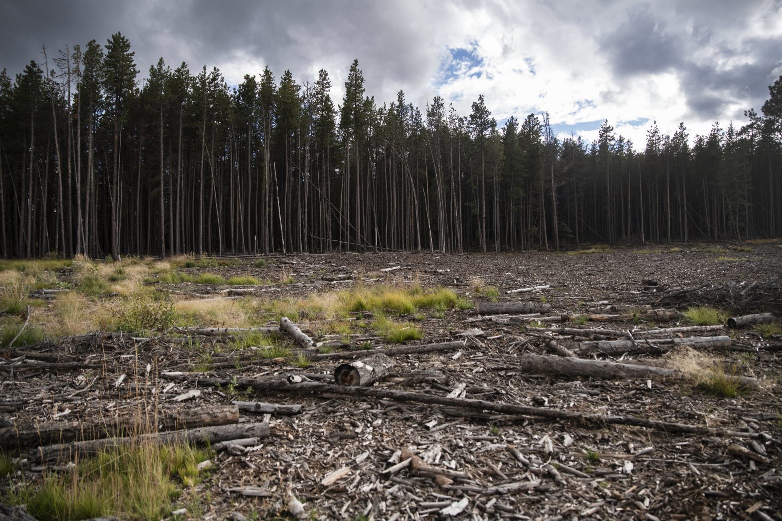 Should Jeffco's forests be thinned? 25,000 acres of trees would like to ...