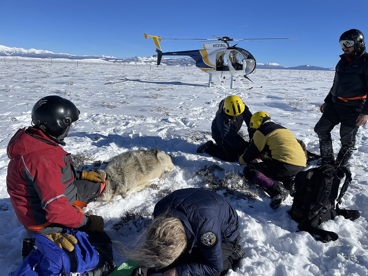 Gov. Polis vetoes bill requiring fed approval for wolf reintroduction