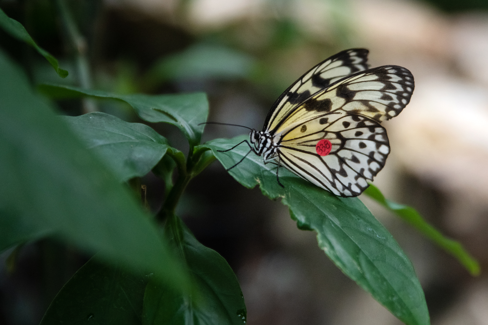 Some flying insects are at risk of extinction from climate change