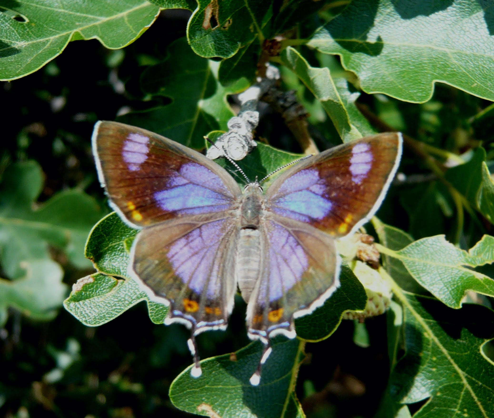 The Temperature | Are the butterflies OK?