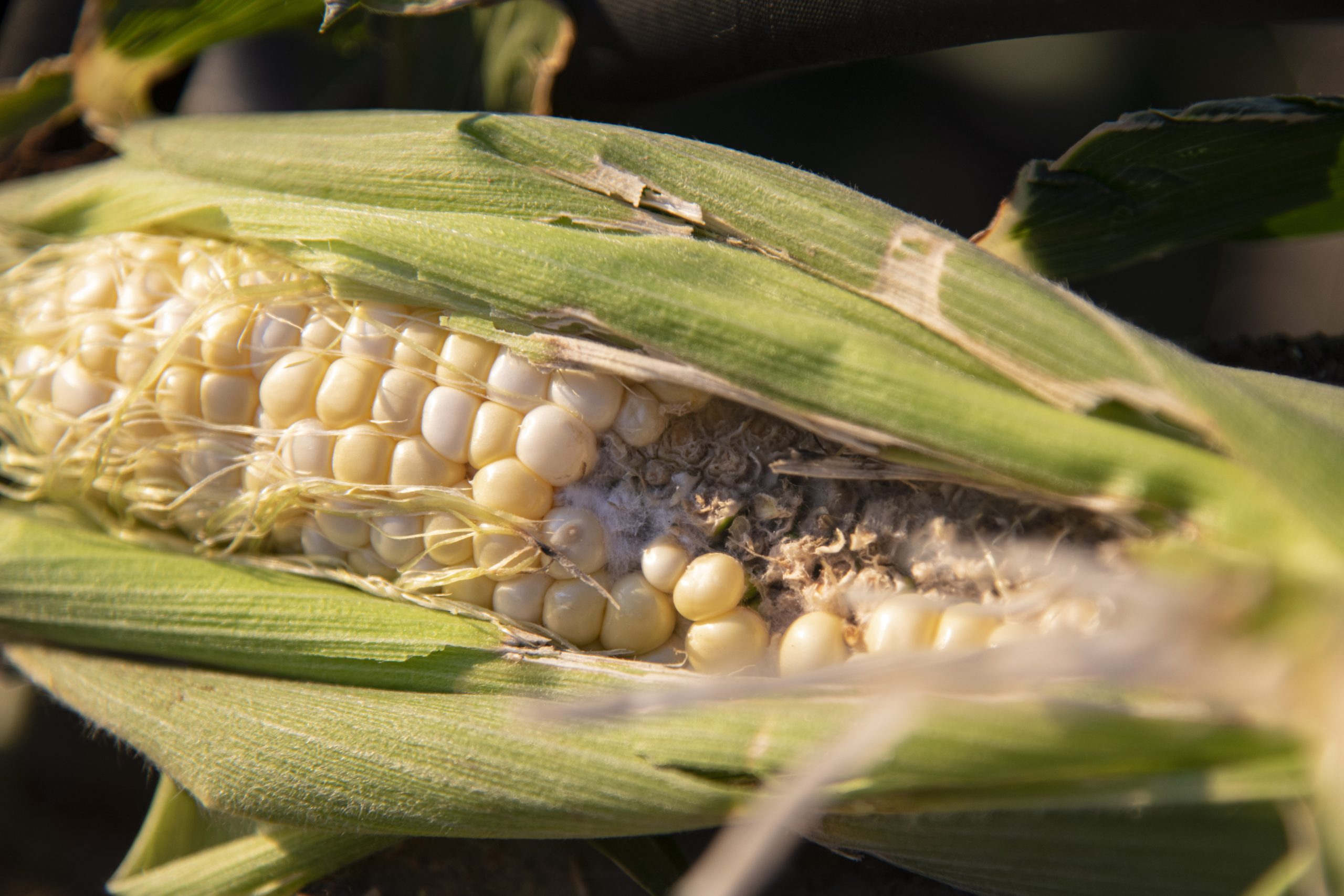 The Sunriser | How farmers are fighting a little worm - The Colorado Sun