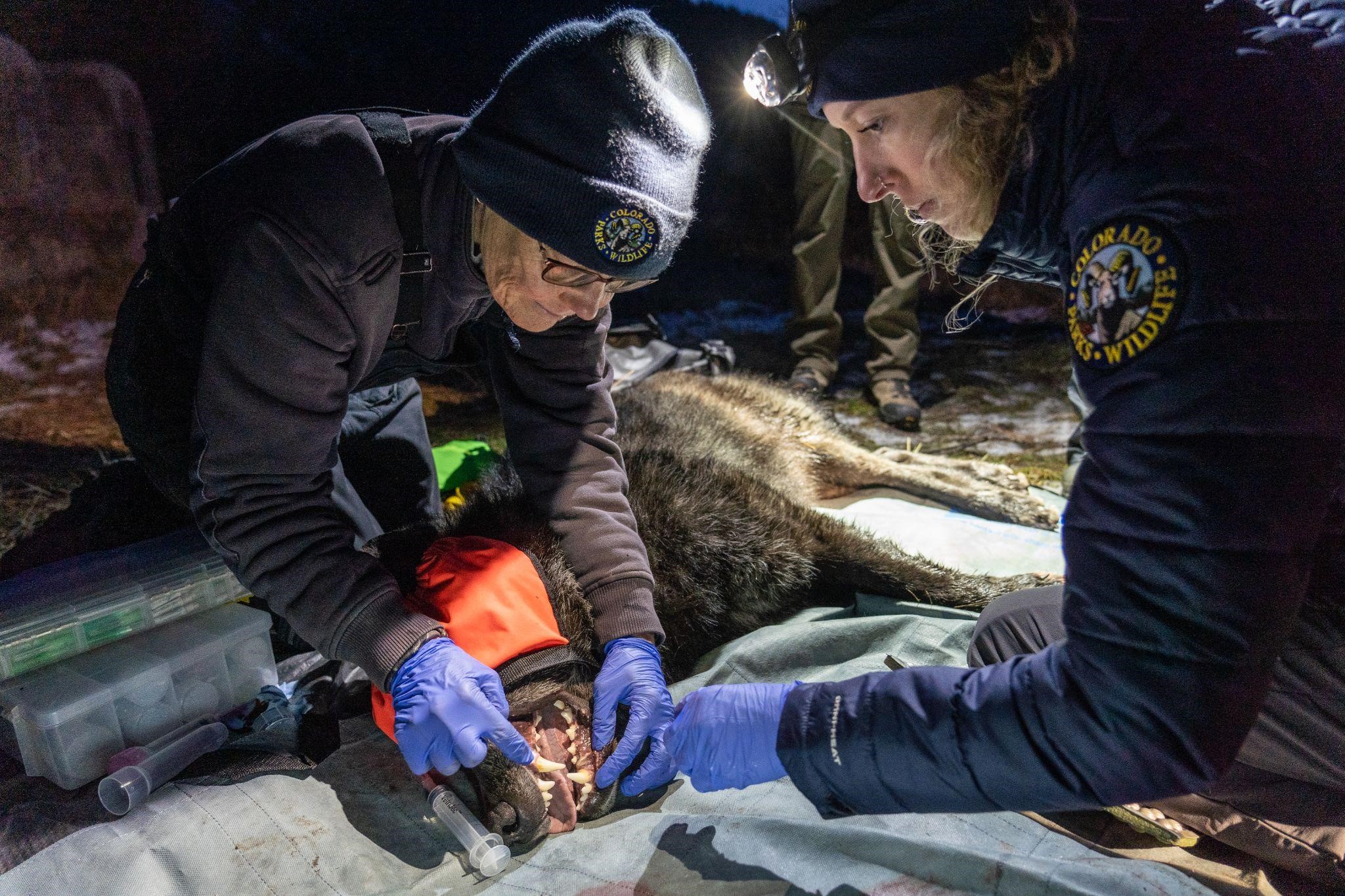 Gray wolf capture operation begins in British Columbia