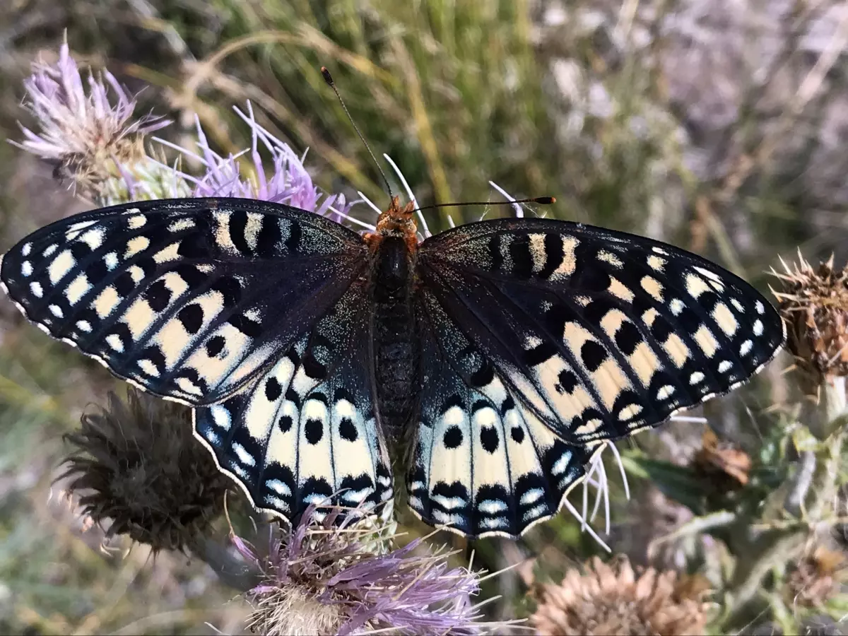 Colorado’s butterflies, bugs getting new protection as threats loom