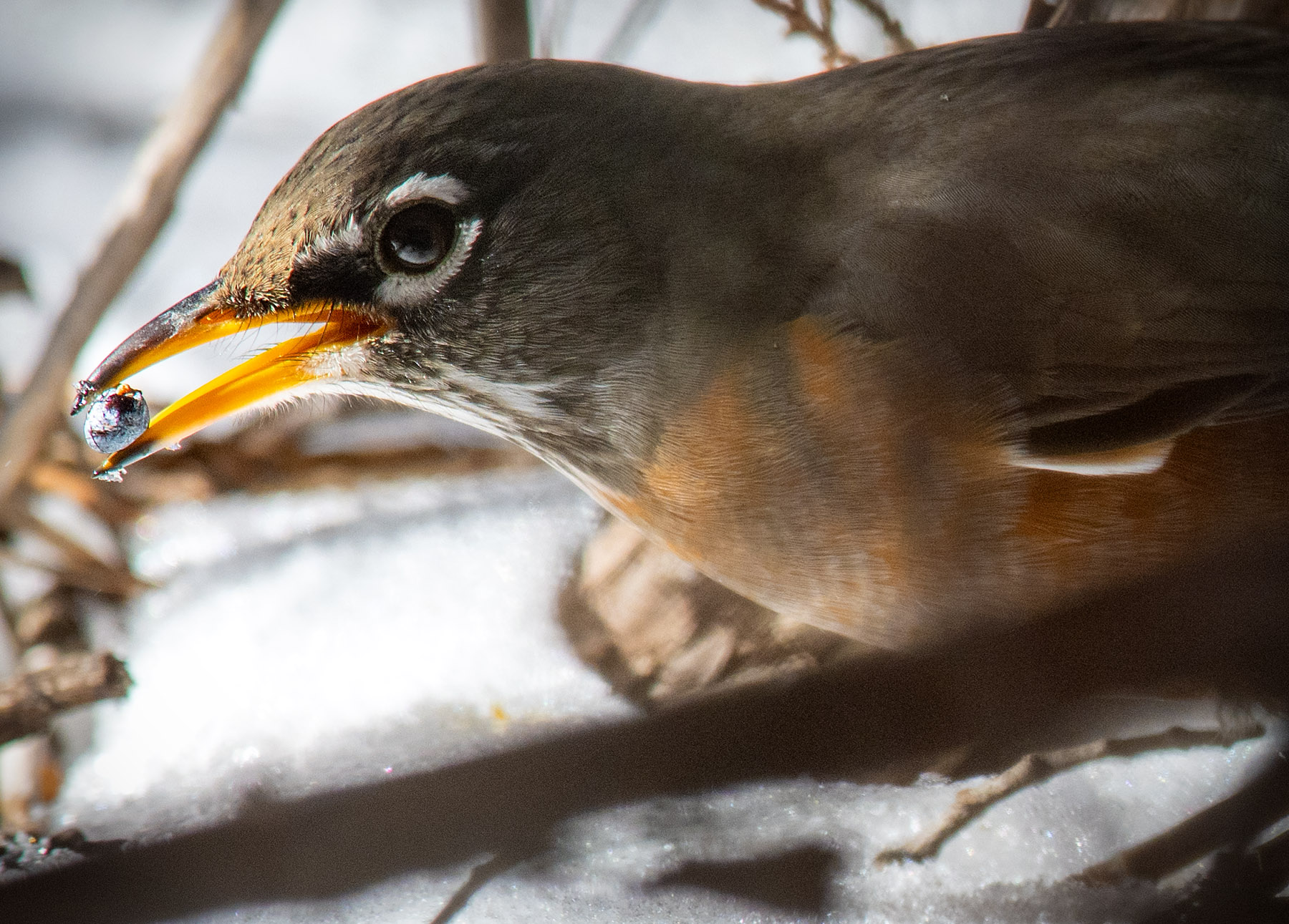 National group reconsiders 152 birds named after people - The Colorado Sun