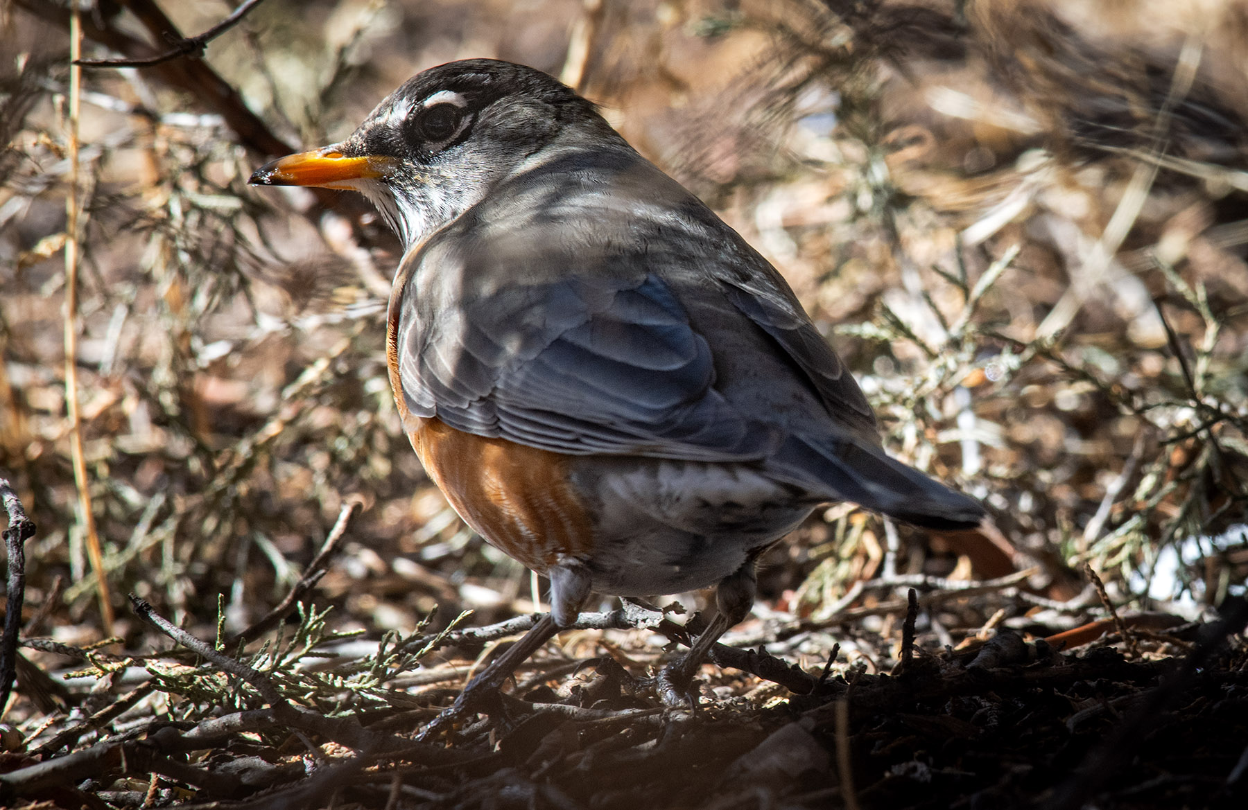 National Audubon Society strike gets support from Colorado bird workers
