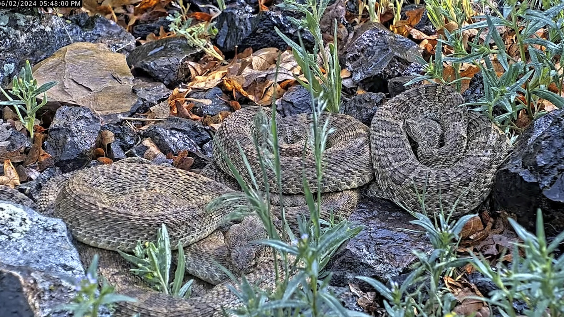 Colorado rattlesnake "mega den" gaining national attention via webcam ...