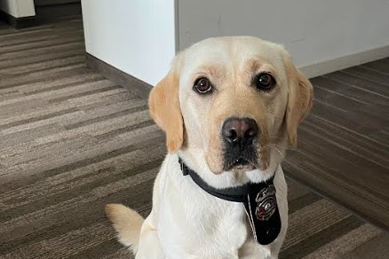 Meet Colorado’s newest dog trained to sniff suspicious fires