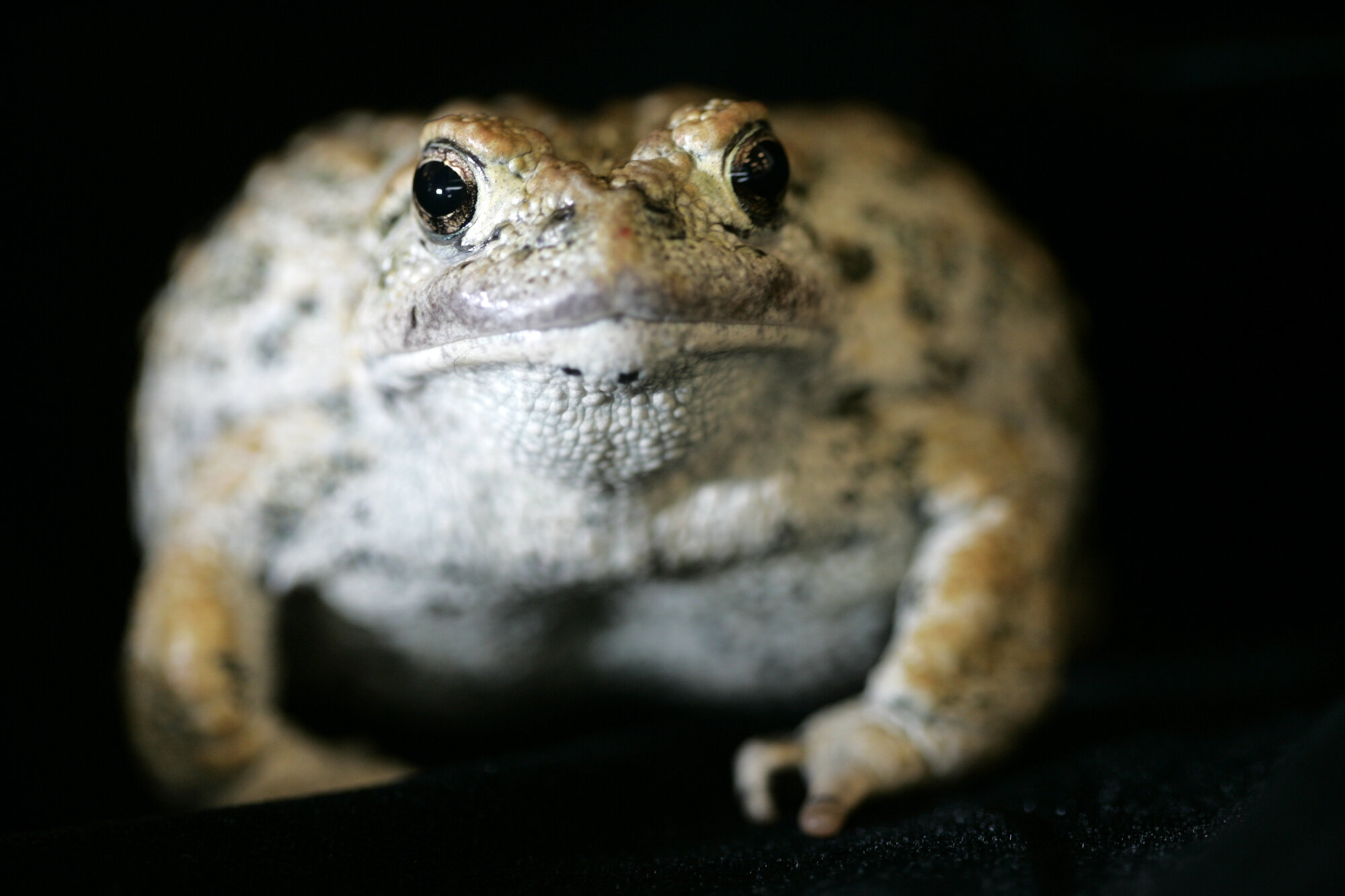 Endangered toads relocated to Colorado ponds successfully breed