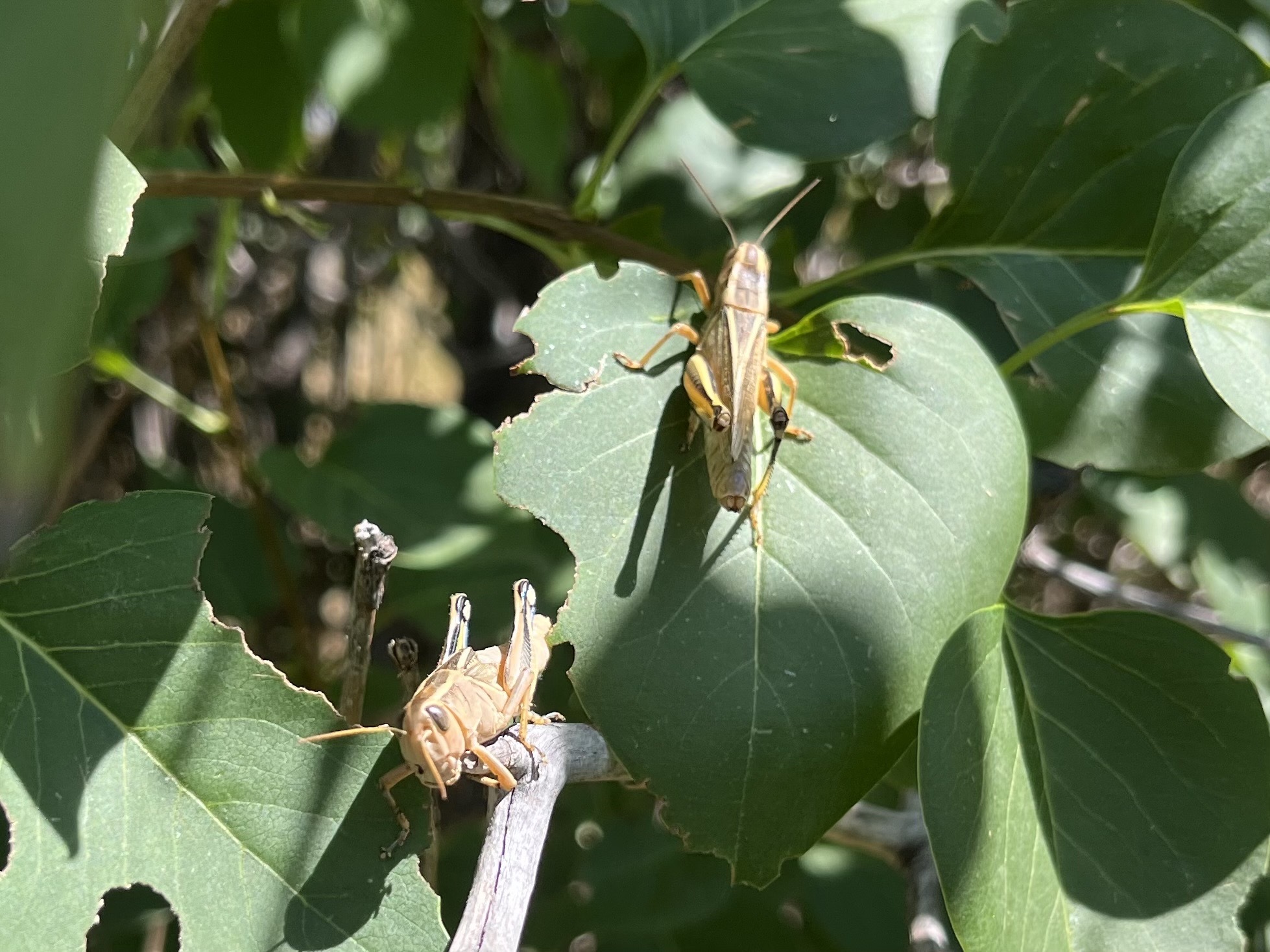 Colorado's grasshopper infestation is one of the worst on record