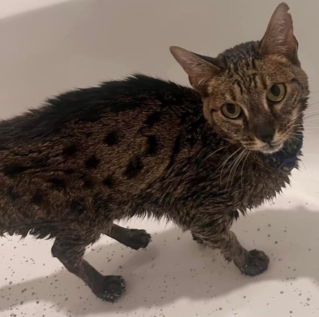 Firefighter rescue cat covered in red slurry inside Quarry fire scar