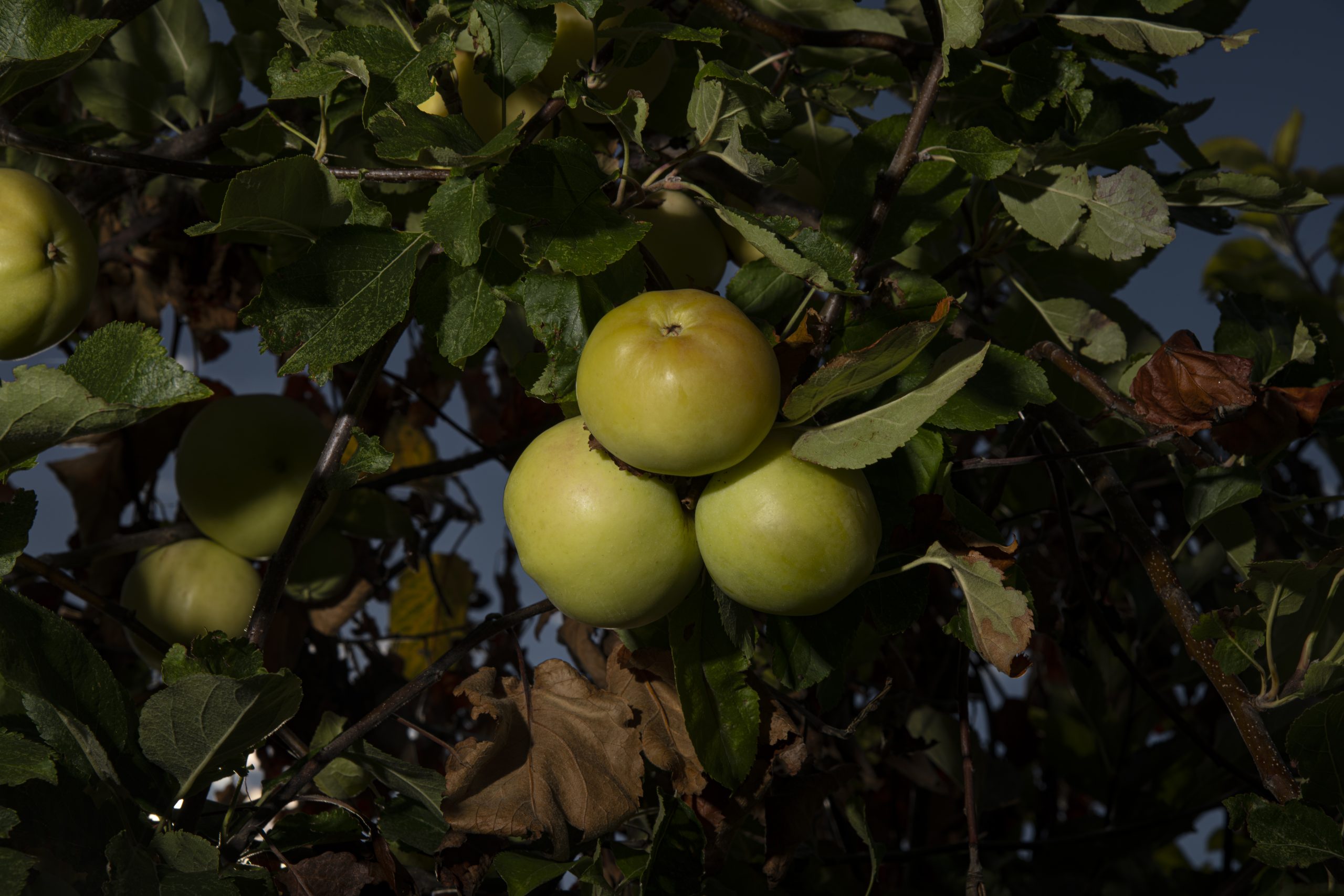 Bringing back Colorado’s rarest apple that was once thought lost