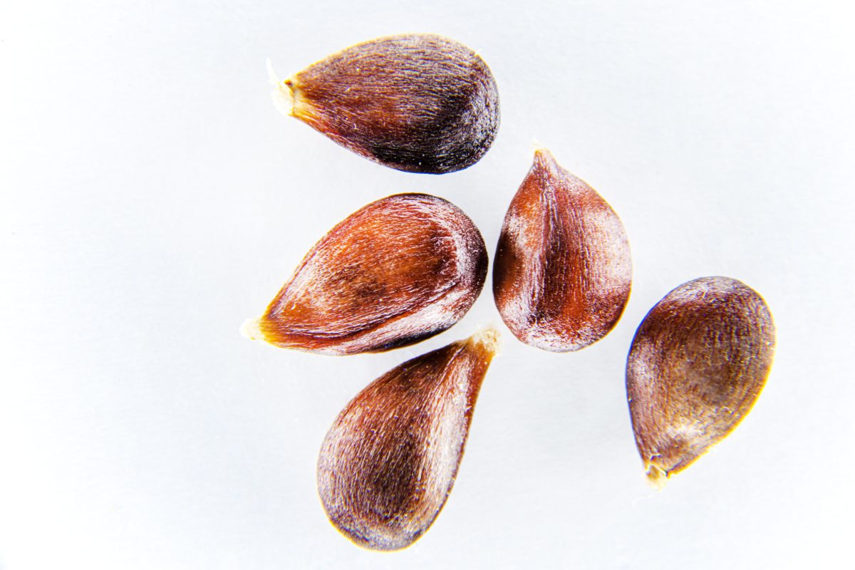 Bringing back Colorado’s rarest apple that was once thought lost