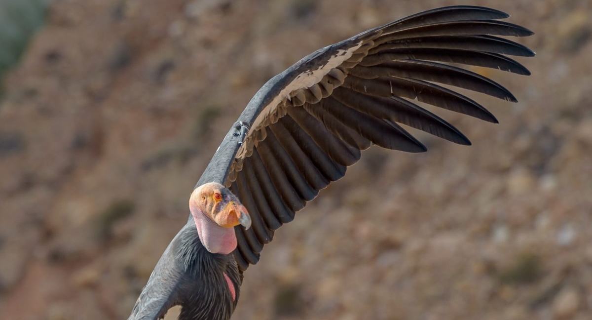 Condor researchers mourn bird shot and killed in Colorado