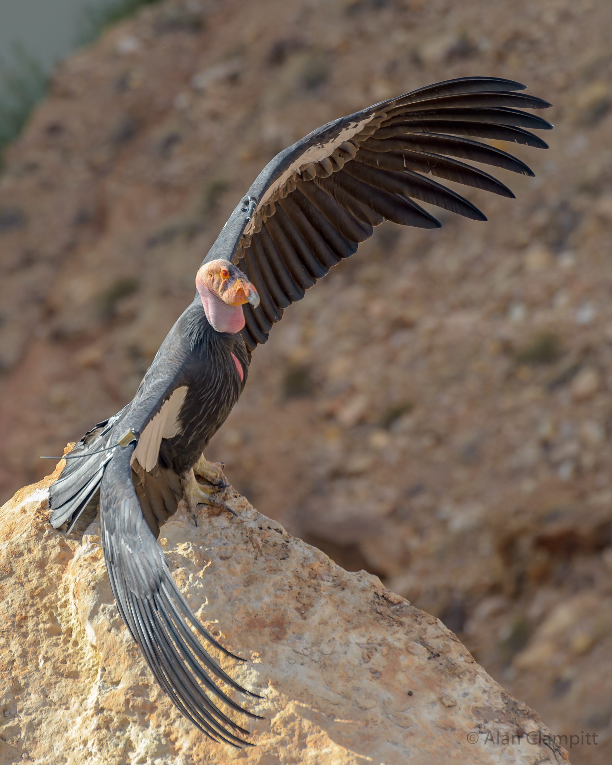 The Temperature | Mourning every charismatic California condor