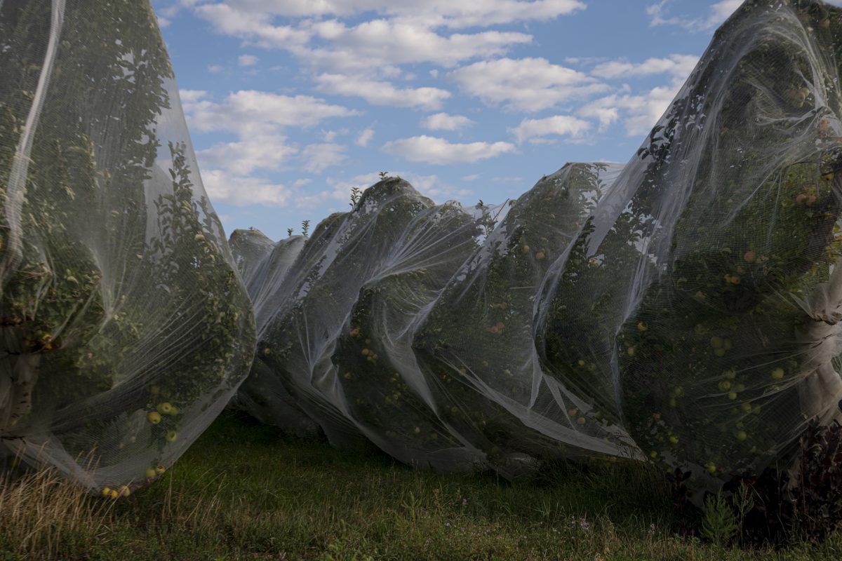 Bringing back Colorado’s rarest apple that was once thought lost