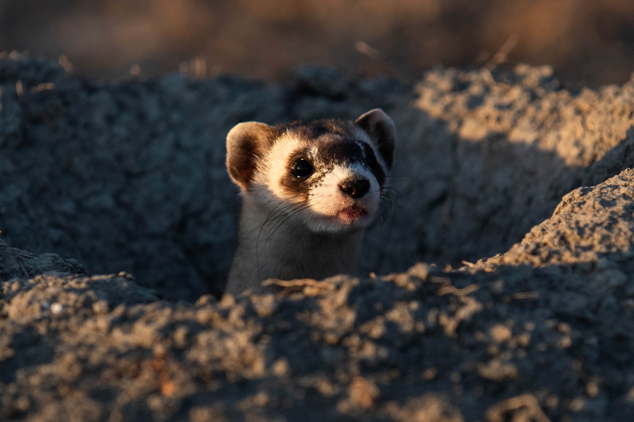 DOGE firings rattle Colorado ferret program as populations rebound- The ...