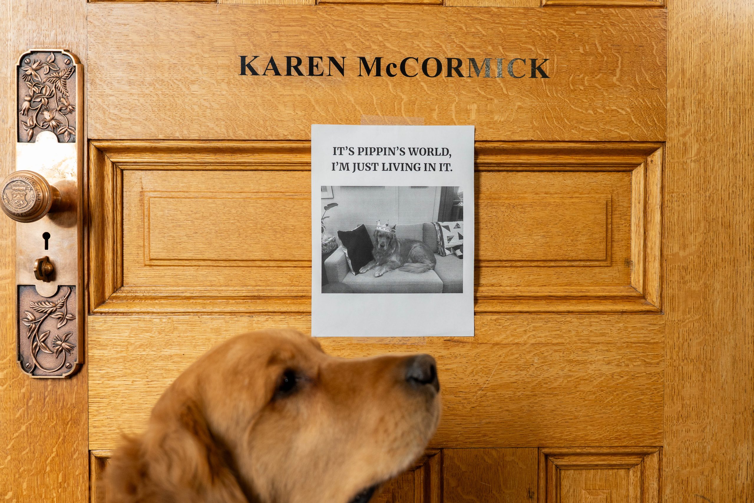 Meet the dogs of the Colorado Capitol - The Colorado Sun